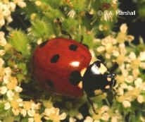 Welcome to my Mommy world: Where do Ladybugs live?